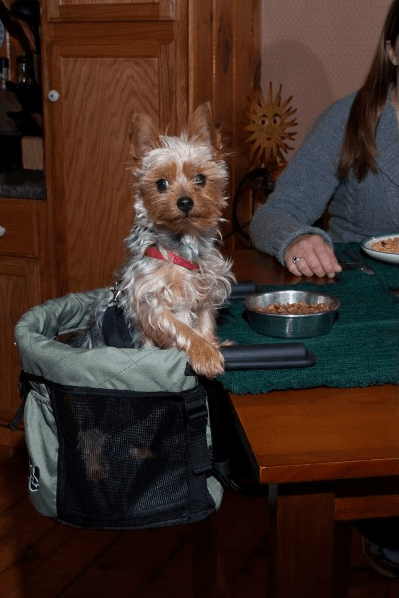 Dog High Chairs | i could cry but i don't have time